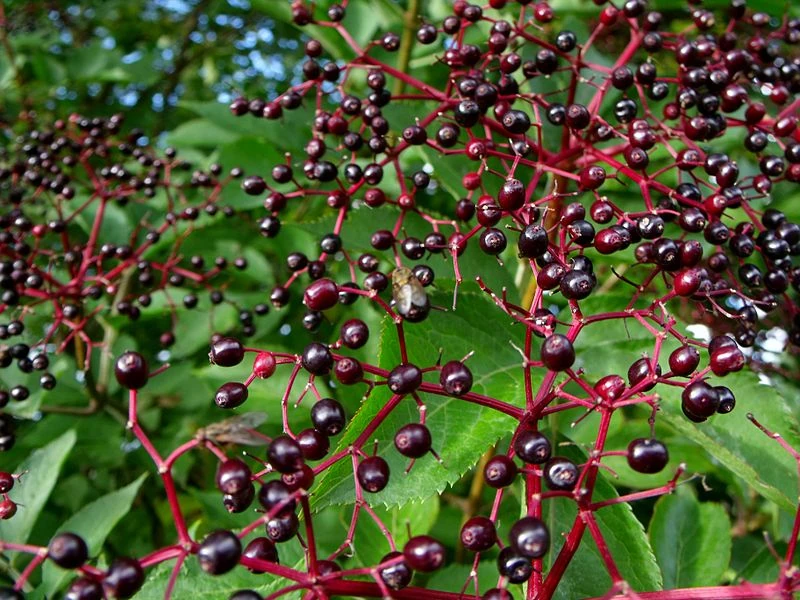 Blood Berry | Fallout Fanon Wiki | Fandom