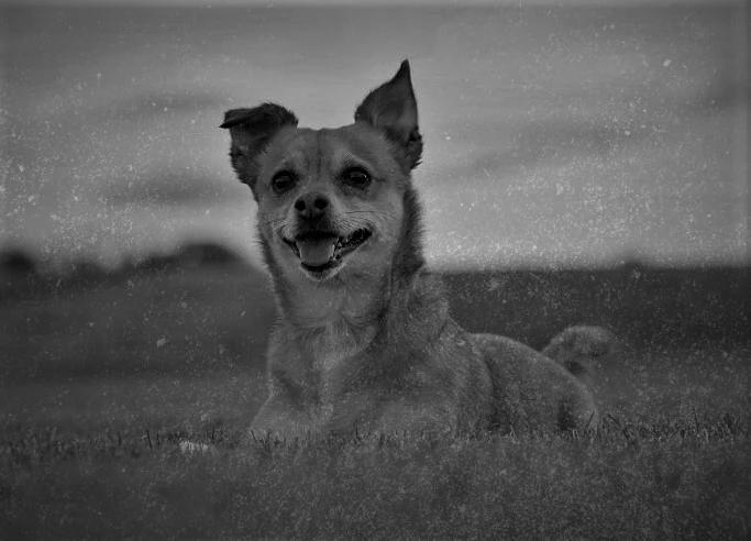 Raddog | Fallout Fanon Wiki | Fandom