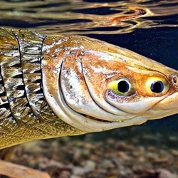 Pikers | Fallout Fanon Wiki | Fandom