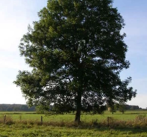 Fam tree Wiki | Fandom