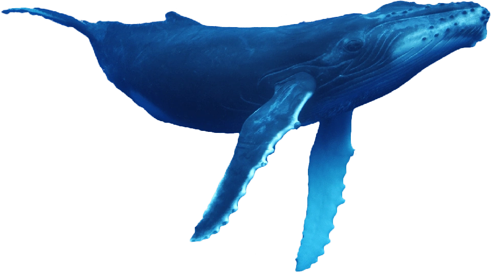 Humpback whale | Famicom gorbzilla Wiki | Fandom