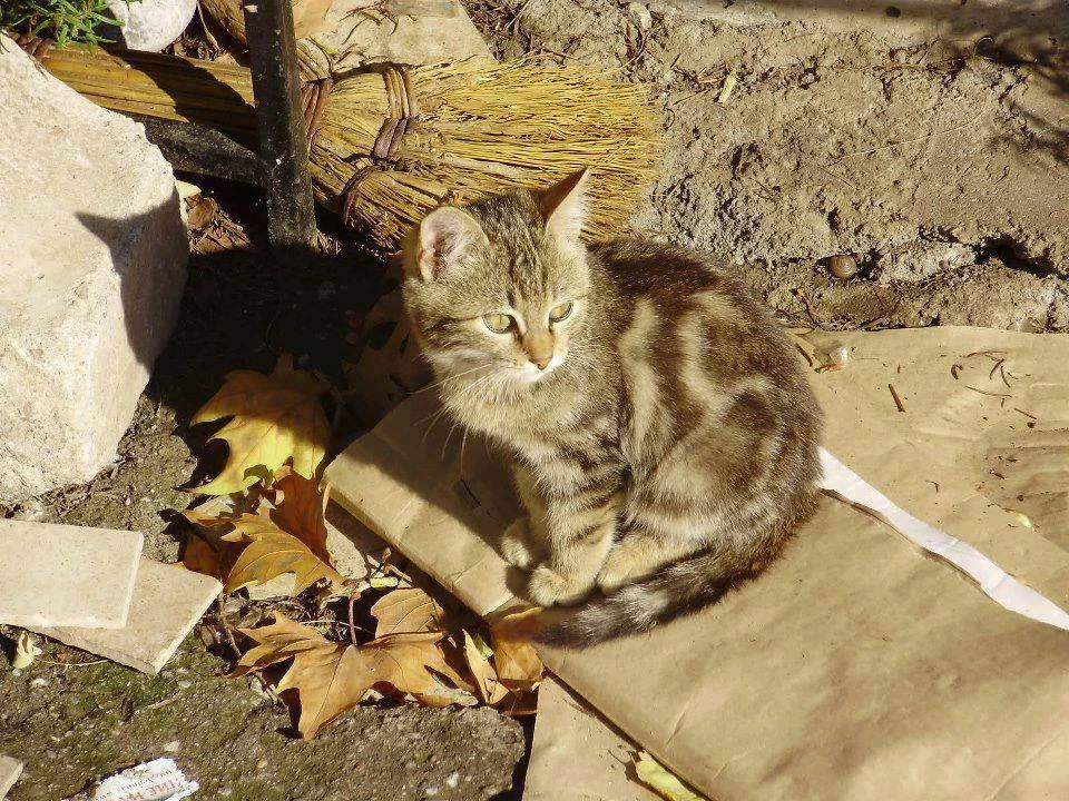 Chichilo | Wiki Familia Gatuna | Fandom