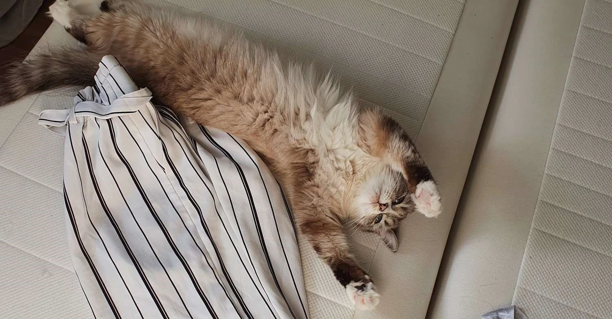 Fooko/Favourites | Familia Lasciva Wiki | Fandom