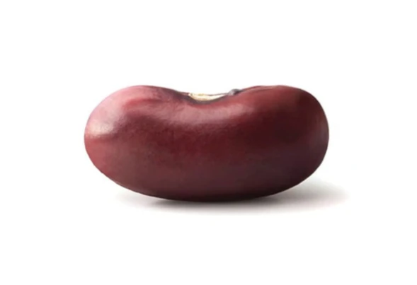 Bean | Family Inside Jokes Wiki | Fandom