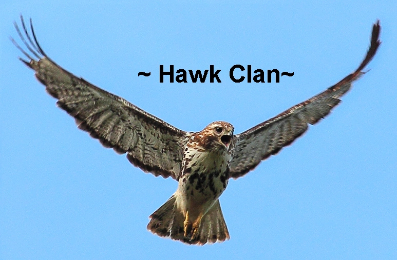 Hawk Clan | Family of Warrior Cats Wiki | Fandom