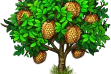 Durian Tree Clipart