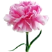 Carnation | Family Farm Wiki | Fandom