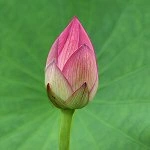 Flowa | FamilyFun Wiki | Fandom