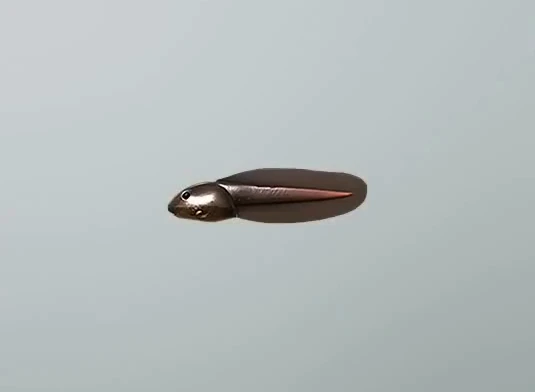 Tadpole | FamilyFun Wiki | Fandom