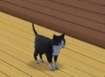 Cat | FamilyFun Wiki | Fandom