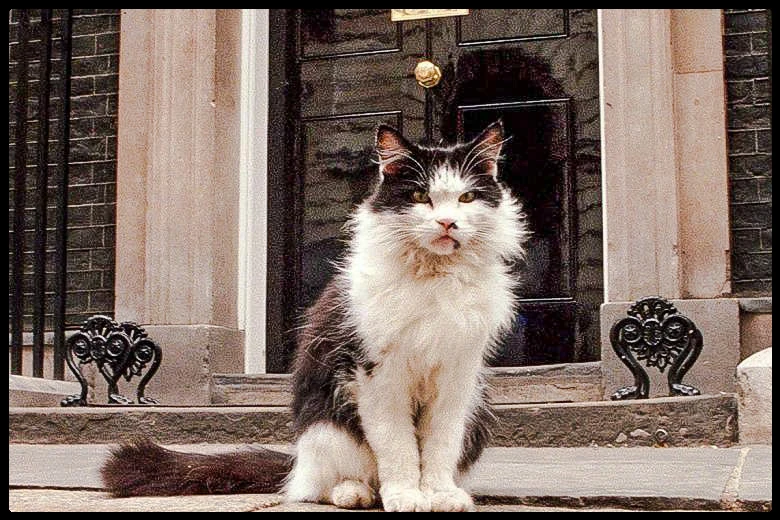 Humphrey (chief mouser) | Famous Cats Wiki | Fandom