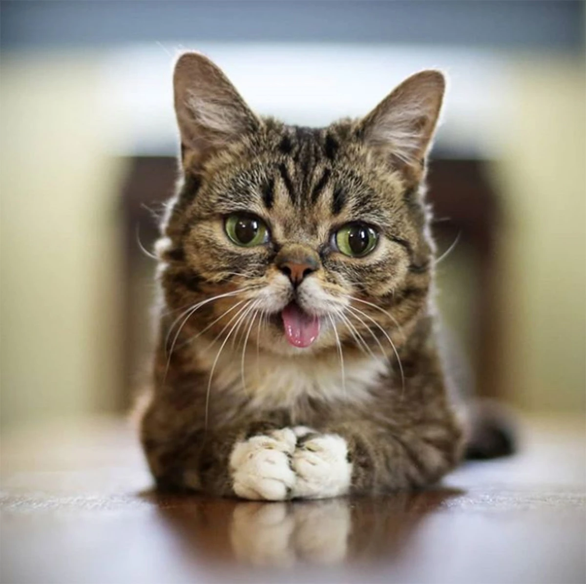 Lil Bub | Famous Cats Wiki | Fandom