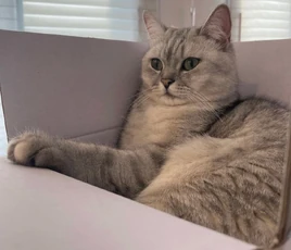 Leo, Luca, Lily, Louis, and Lego | Famous Cats Wiki | Fandom