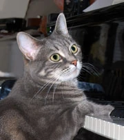 Nora the Piano Cat | Famous Cats Wiki | Fandom