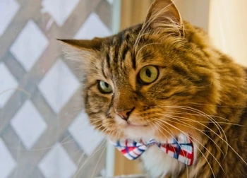 Hank the Cat | Famous Cats Wiki | Fandom