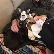 Hobbikats | FamousPeopleEverywhere Wiki | Fandom