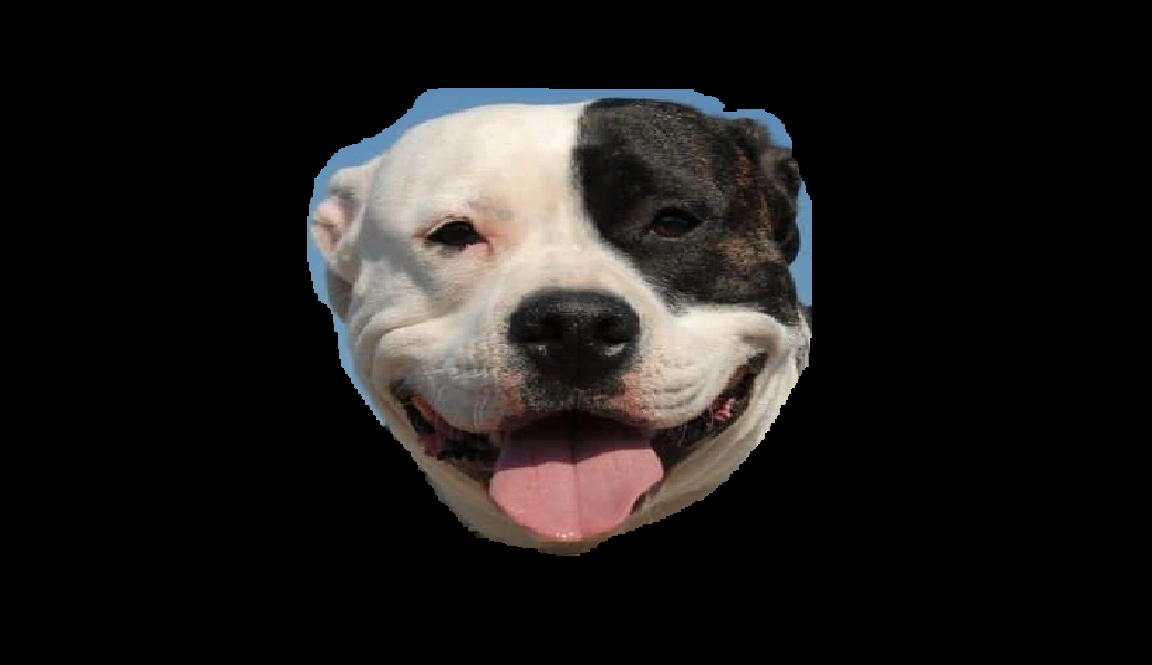 Apocalypse Museum Art Frame - Odin the Friendly Pit Bull (art STUFF ...