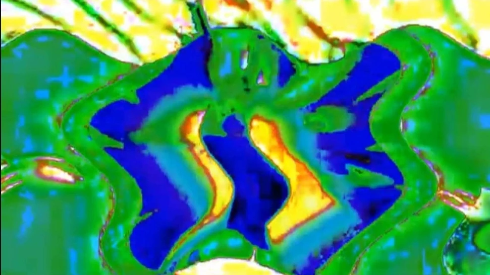 Senampaisty by TheBobby65 (DeviantArt Stuff) | Fan art Fun Wiki | Fandom