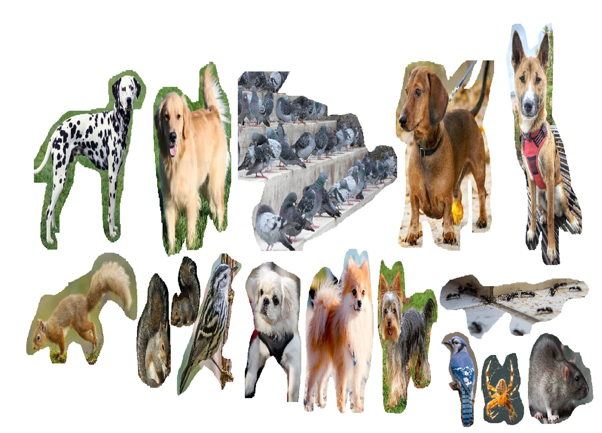 All around pets and animals through Brooklyn to Staten Island Epilogue ...