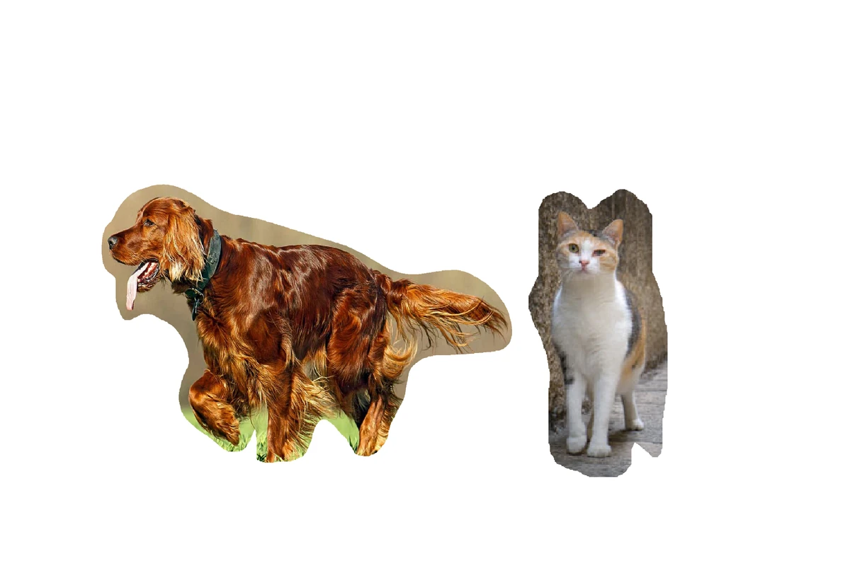 Irish Setter and Calico Cat of Brooklyn Pets (people petted smart pets ...