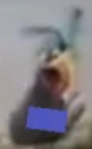 Mel Bird in The Muppet Show Episode 318 | Fan art Fun Wiki | Fandom