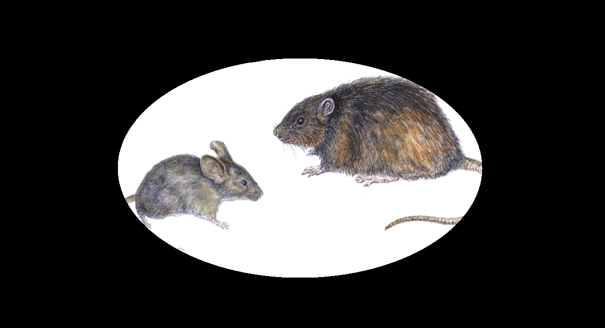 Mouse and Rat plate (Etsy stuff) | Fan art Fun Wiki | Fandom