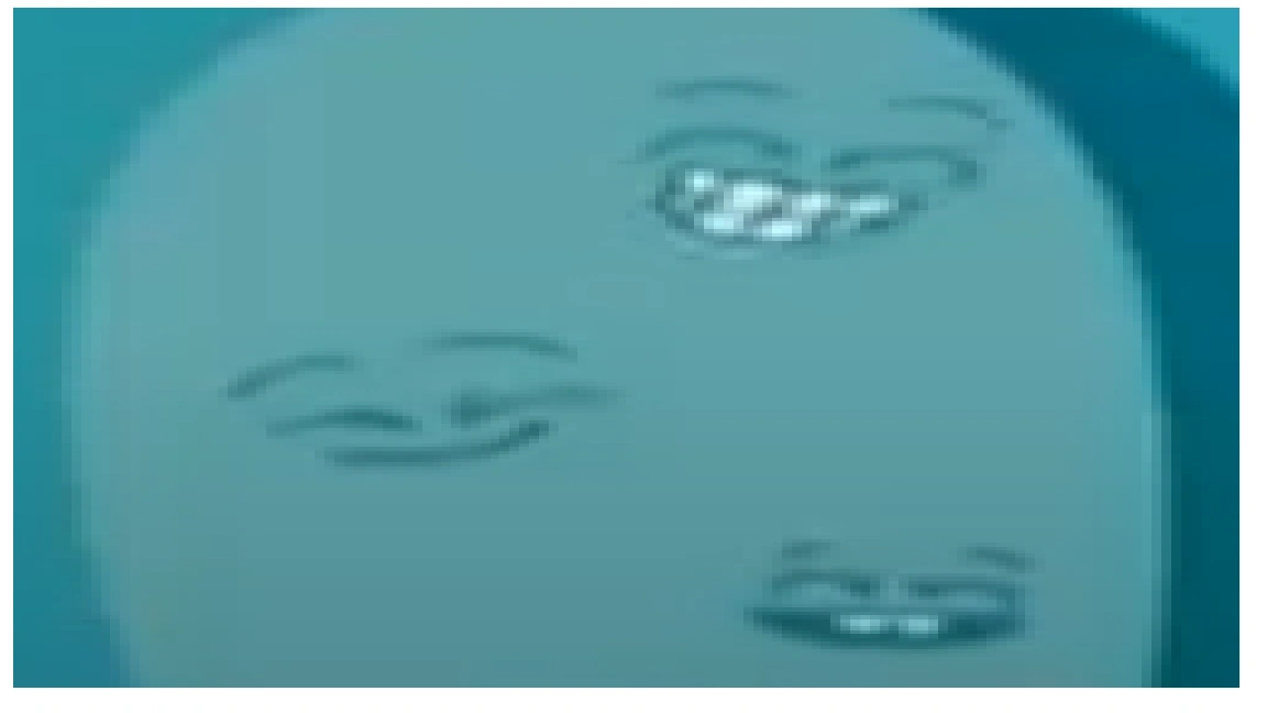 Laughing faces (DeviantArt stuff) | Fan art Fun Wiki | Fandom