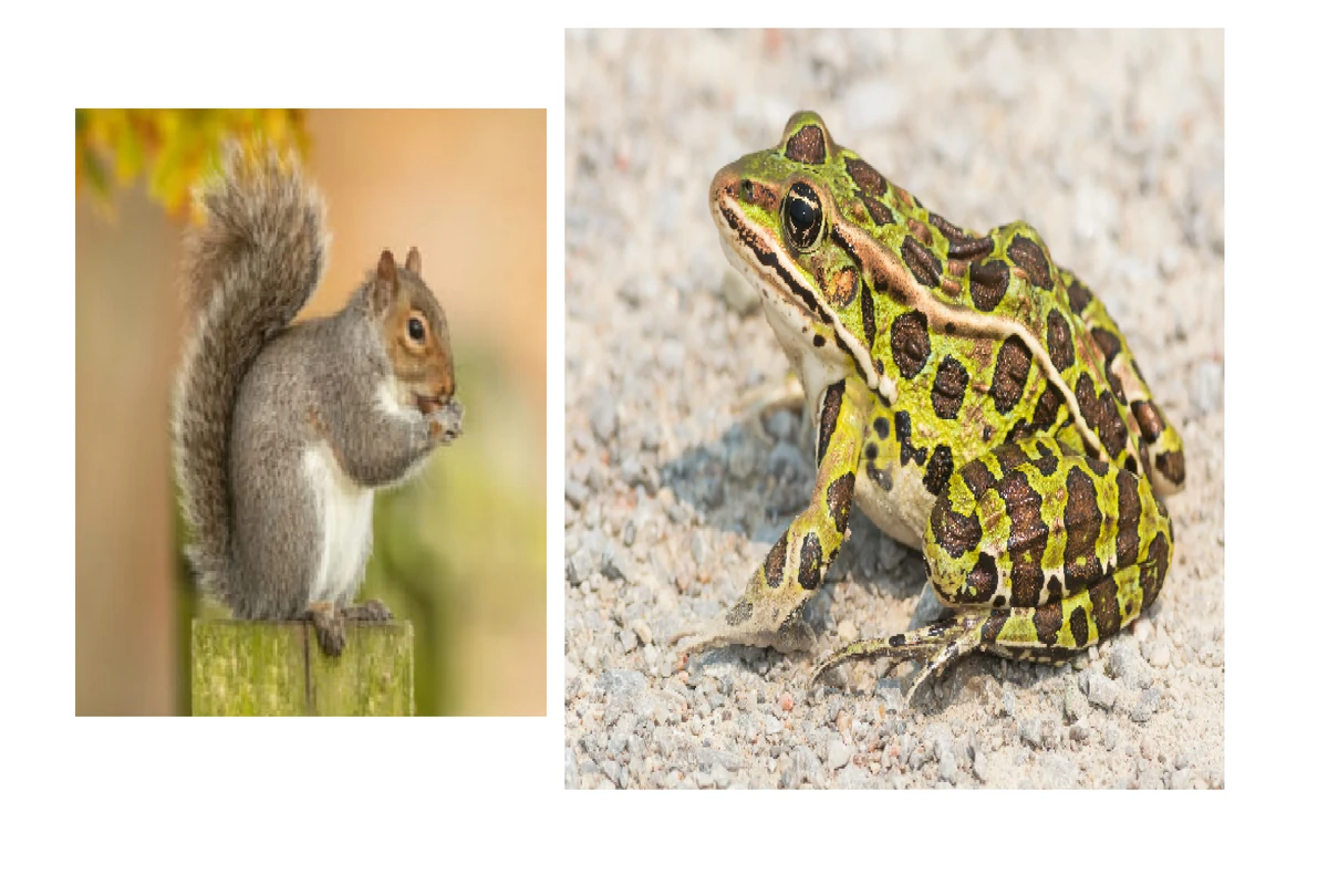 Apocalypse Museum Art Frame - Squirrels vs Frogs (art STUFF) | Fan art ...