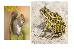 Apocalypse Museum Art Frame - Squirrels vs Frogs (art STUFF) | Fan art ...