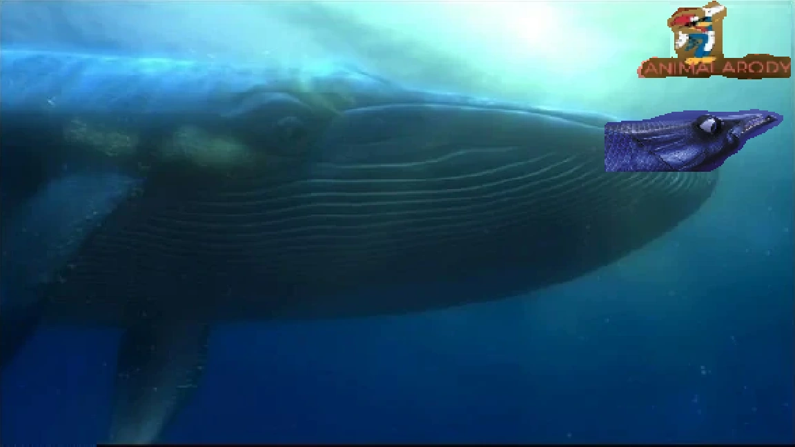 Barracuda (Finding Nemo) Swallowed By Whale (Abril 13, 2009) by Animalarody (DeviantArt STUFF ...