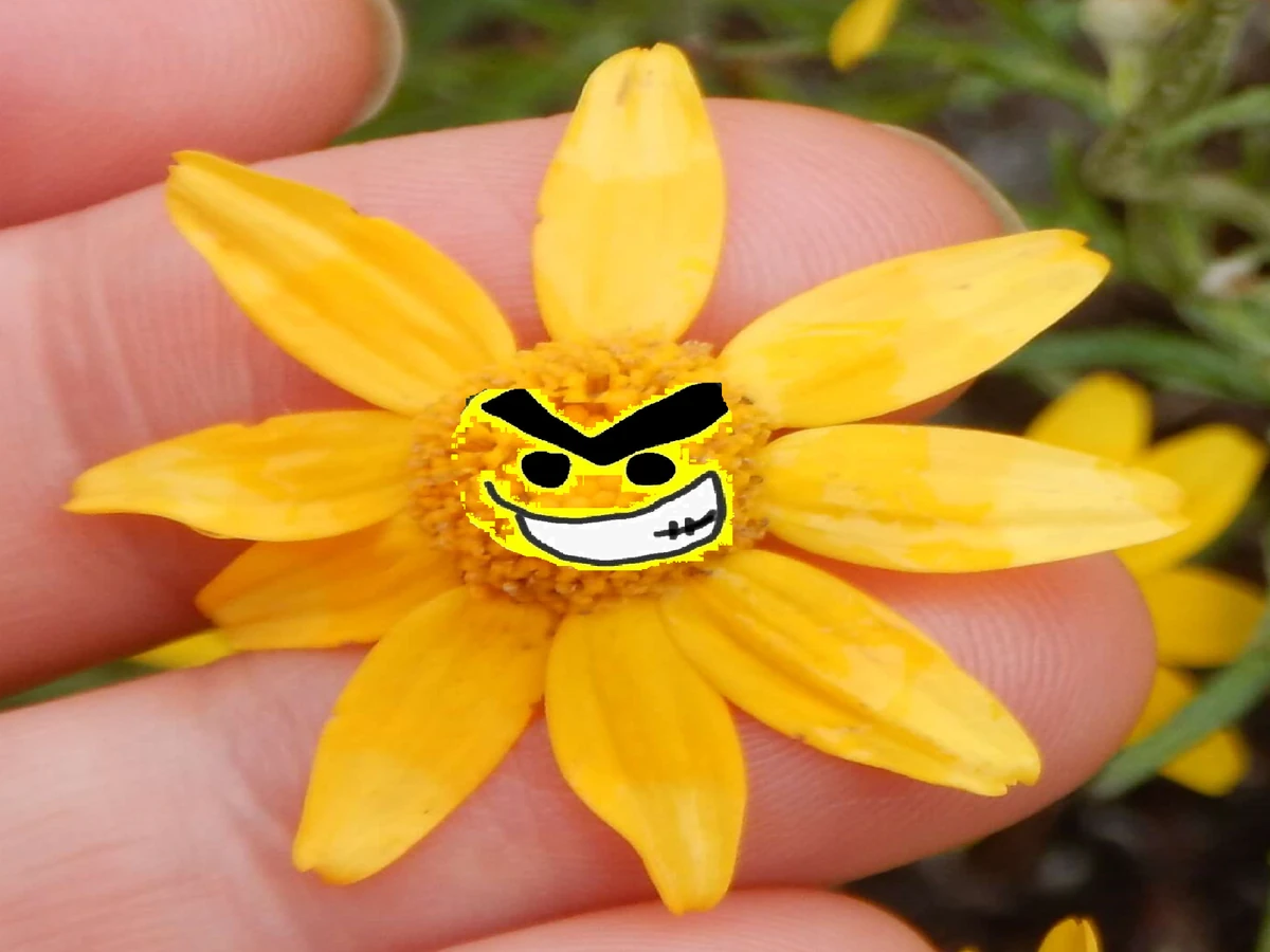 WoollyFoolyFlower2HQ | Fan art Fun Wiki | Fandom