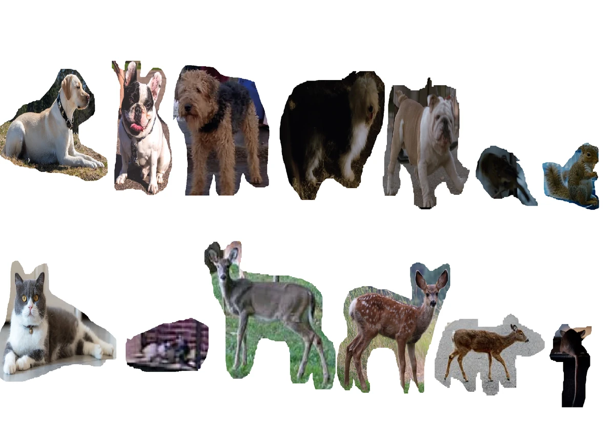 All around pets and animals through Brooklyn to Staten Island Bad ...