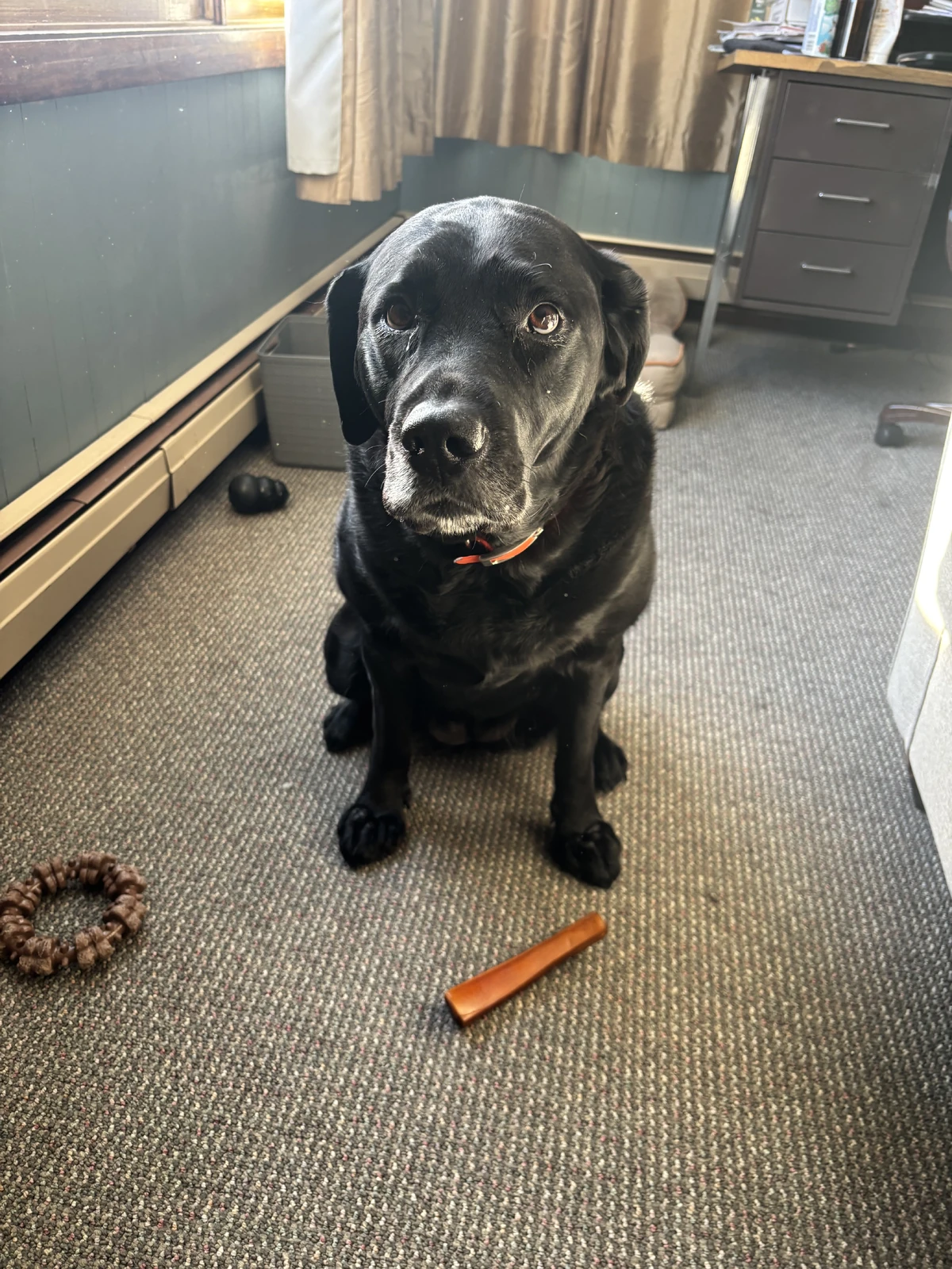 Cole Hayes's Dog V3 | Fan art Fun Wiki | Fandom