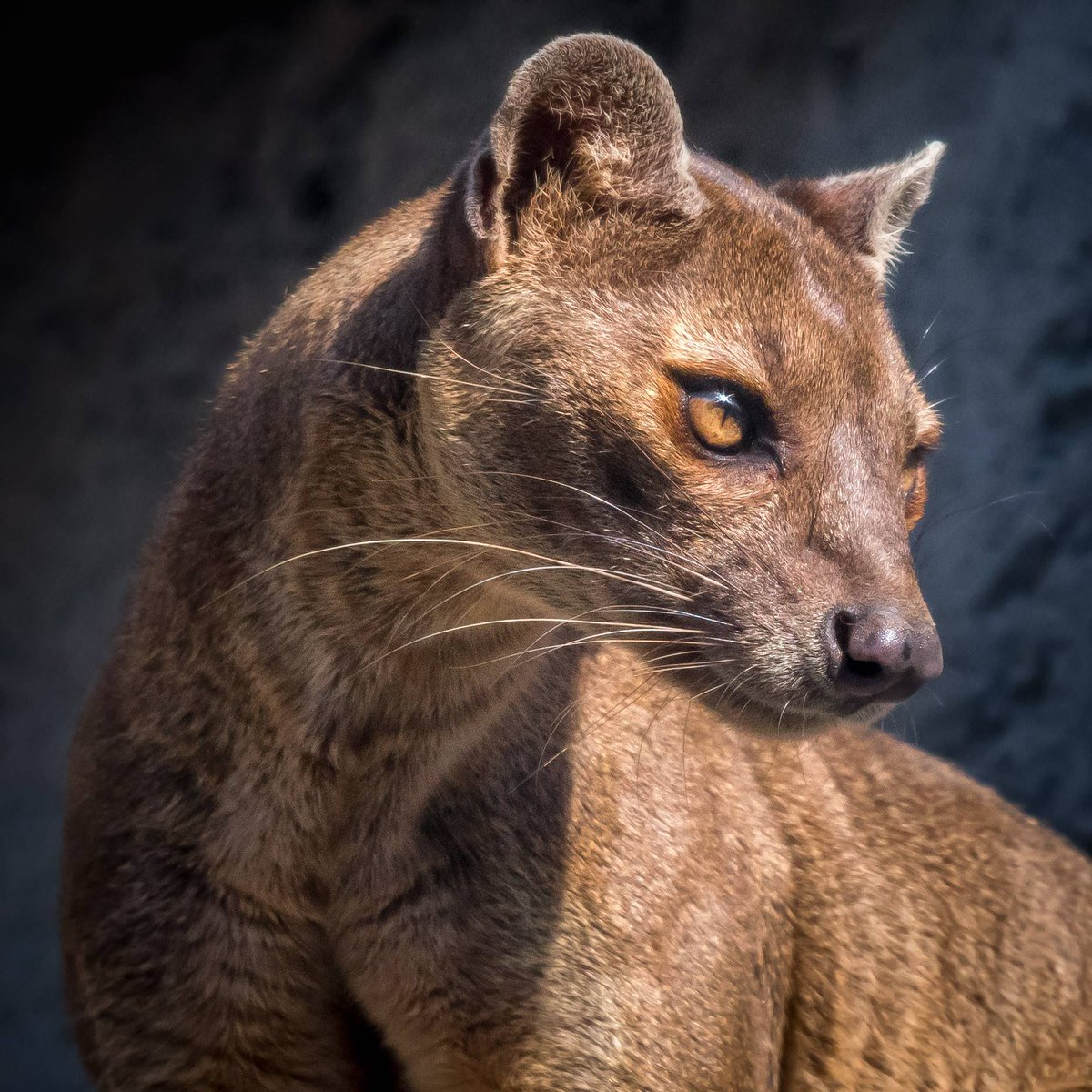 Fossa (An Animal Adventure) | Fan Fiction Villains Wiki | Fandom
