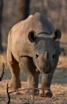 Nigel Rhino | Fan Fiction Villains Wiki | Fandom