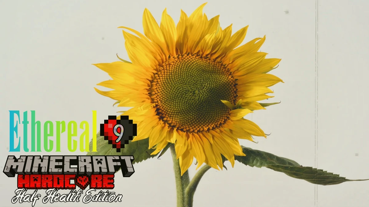 Minecraft Hardcore Season 9: Half Health Edition (Ethereal) | Hardcore ...