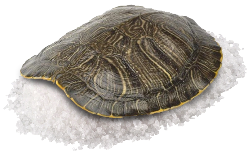 Salt Turtle | Fan Made Kaiju Wikia | Fandom