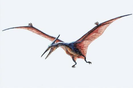 Scientifically accurate Rodan | Fan Made Kaiju Wikia | Fandom