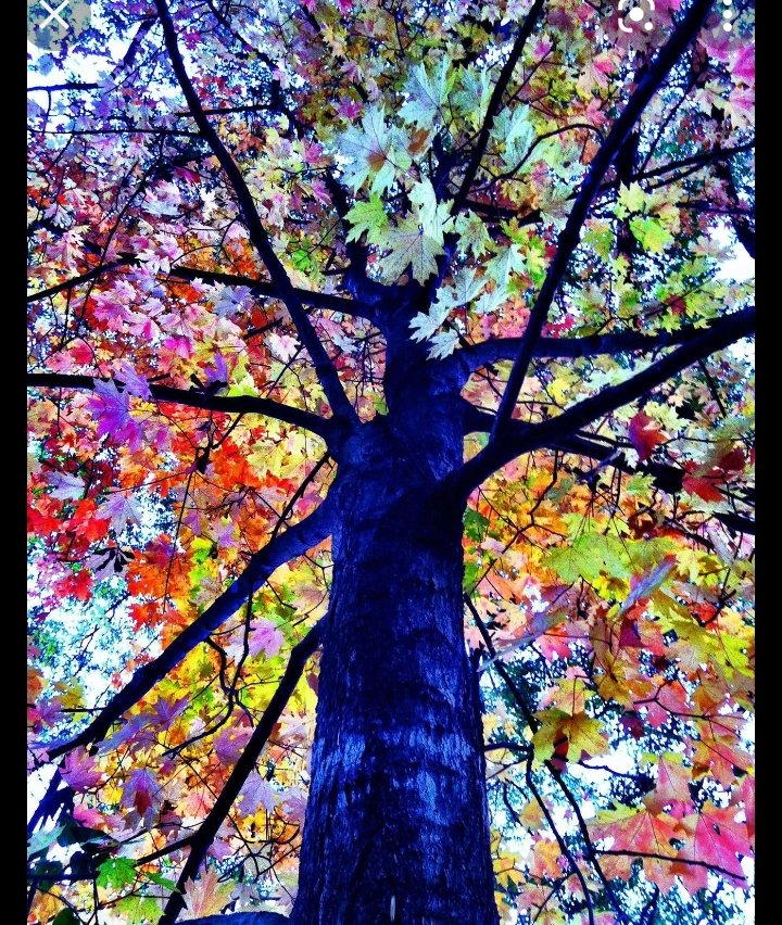 Scp 132 | Fan Made SCP’s Wiki | Fandom