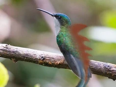 Scp-4367 ("Big Bird") | Fan Made SCP’s Wiki | Fandom