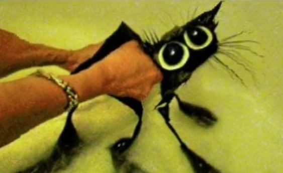 SCP-shronkle scrimblo-J | Fan Made SCP’s Wiki | Fandom