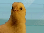 Roger the chicken | Fan made Transcript$! Wiki | Fandom