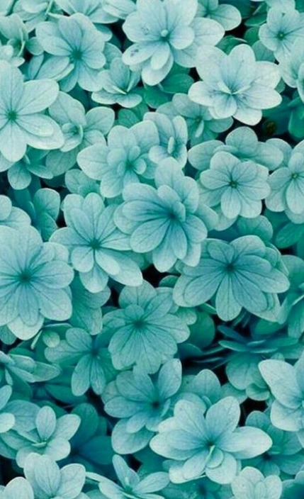 Mea's Drag Race All Stars | Fan Shows Wiki | Fandom