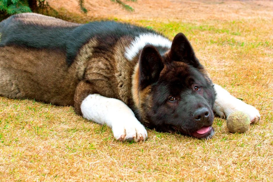 Haku The Dog | Sonic Fanon Wiki | Fandom