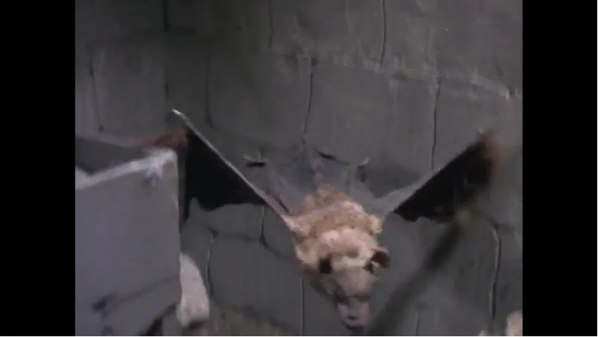 Great Bat | Wiki Fan Tokusatsu series | Fandom