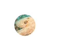 OctoBear | Fan-BEARS Wiki | Fandom