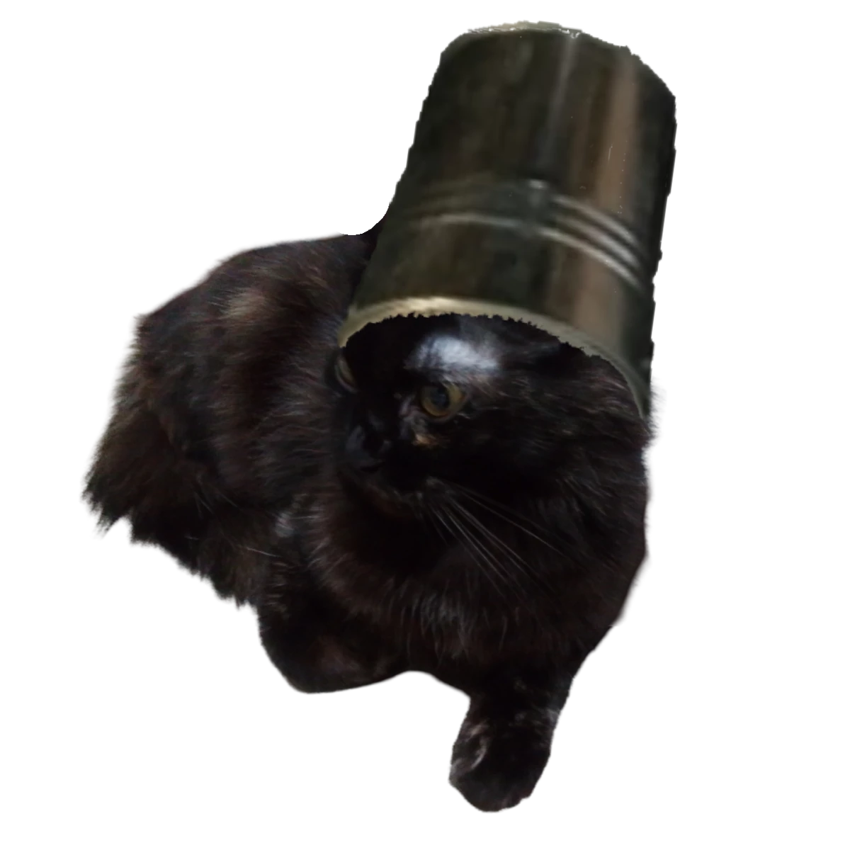 My cat with a bucket on her head | Fan-BEARS Wiki | Fandom