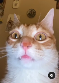 Strike FD | Fandoblaje Wiki | Fandom