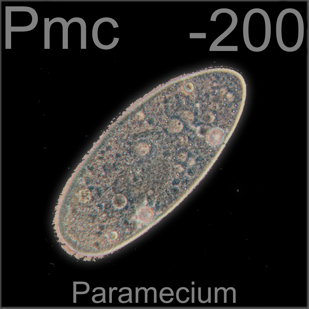 Elements Posters (-101--200) | Fandomium, Fan-Made Elements Wiki | Fandom