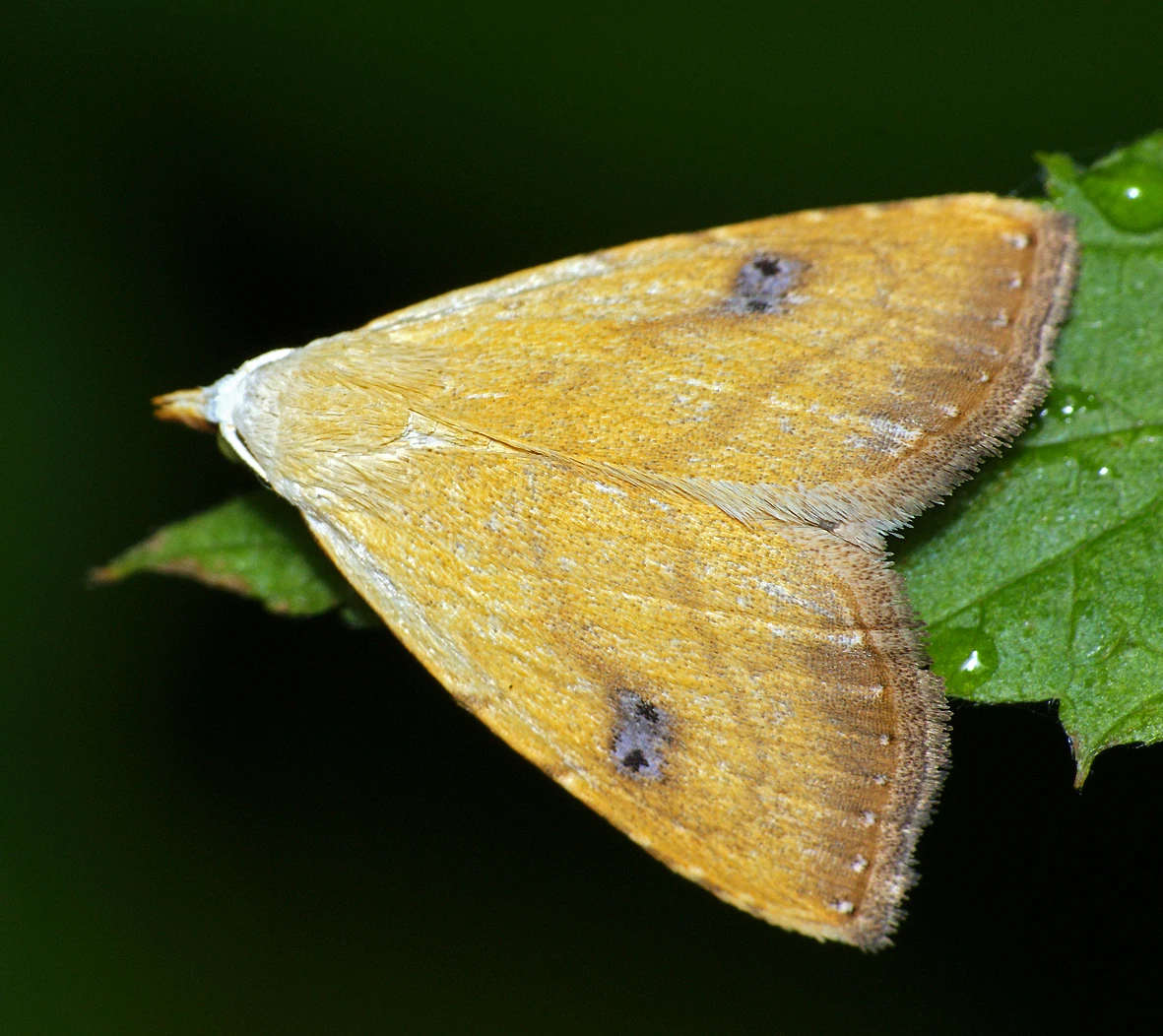 Rivula sericealis | Фэндомпедия вики | Fandom